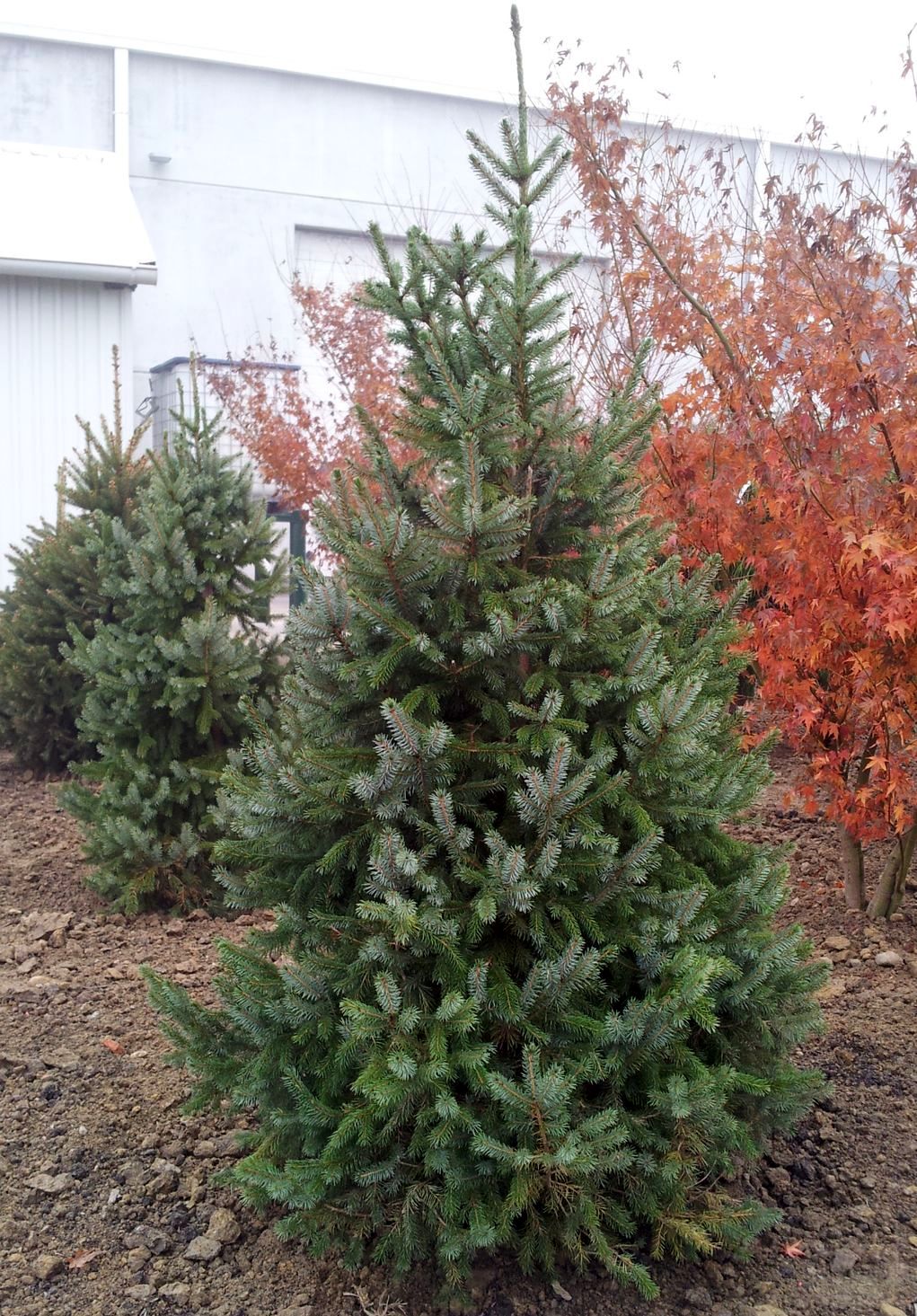 Picea omorika – pančićeva omorika(1) « Flora Vtc